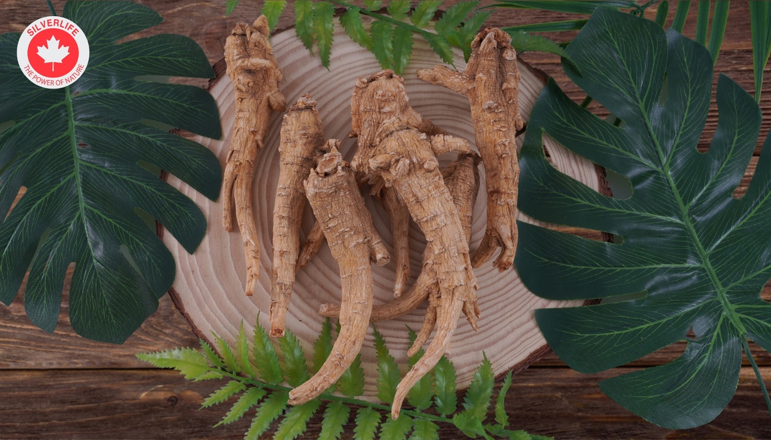 Nhân sâm Canada có thể trị mất ngủ được không?