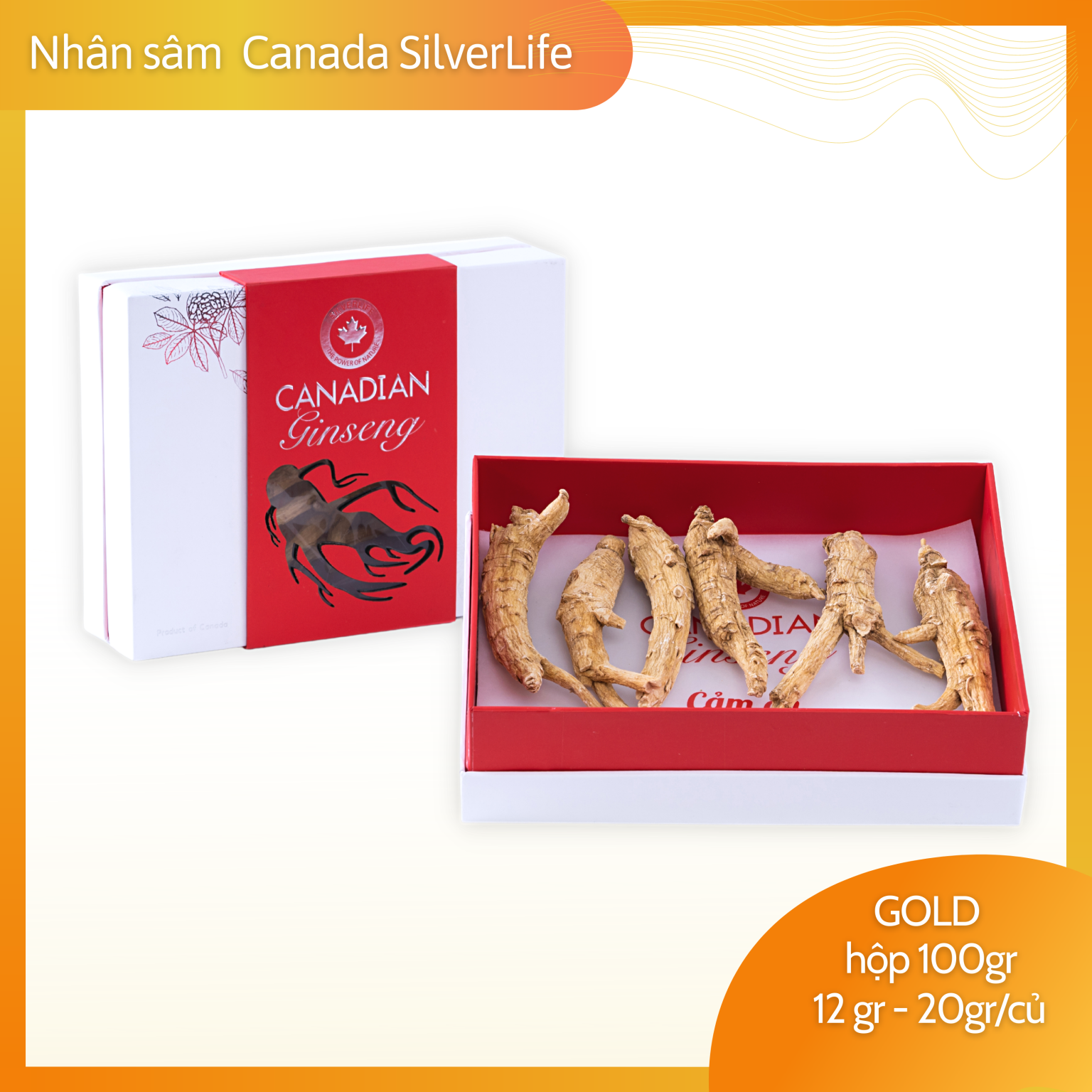 Nhân Sâm Canada SilverLife - Cung Cấp Sâm Khô Canada Chính Gốc